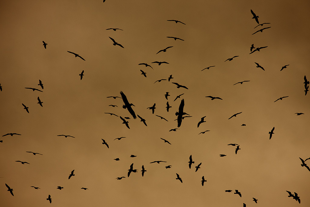 Birds flying over Malibu Lagoon, Los Angeles, California – Larry ...